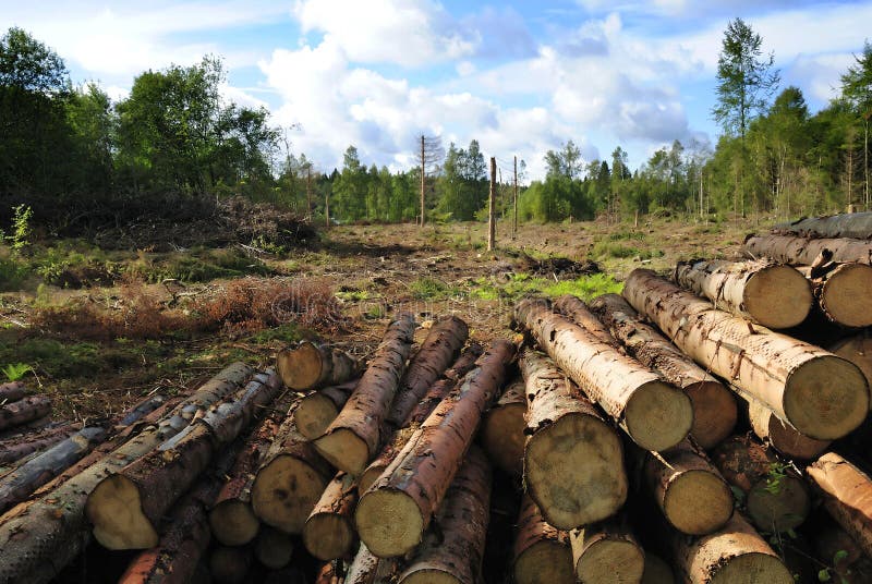 Swedish deforestation stock photo. Image of deforestation - 15946598