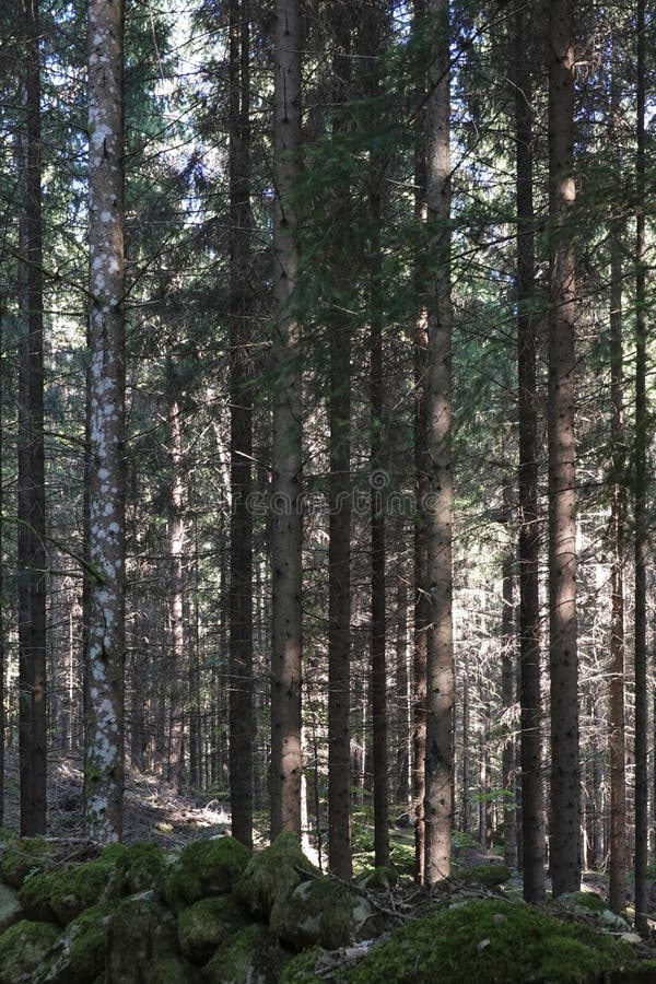 Swedish forest landscape stock photo. Image of green - 124417586