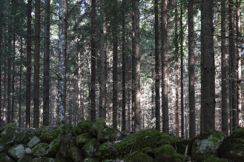 Swedish forest landscape stock image. Image of vegetation - 124417503