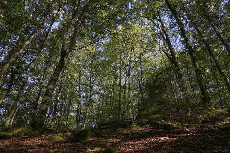 Swedish forest landscape stock photo. Image of scandinavia - 124417790