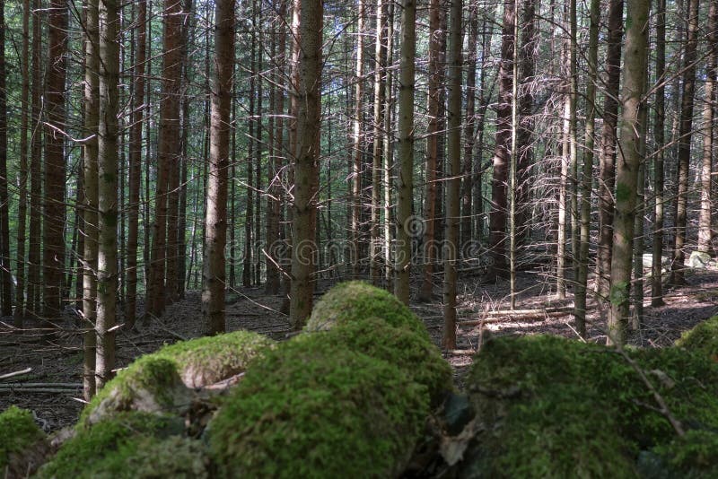 Swedish forest landscape stock photo. Image of tree - 124417154