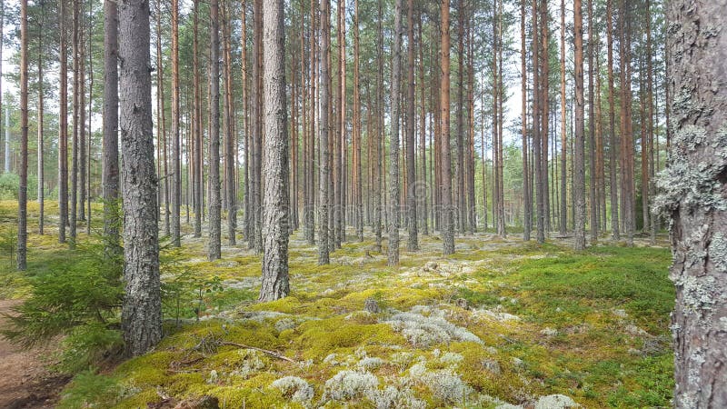 Swedish Forest stock photo. Image of swedish, glacier - 77076110