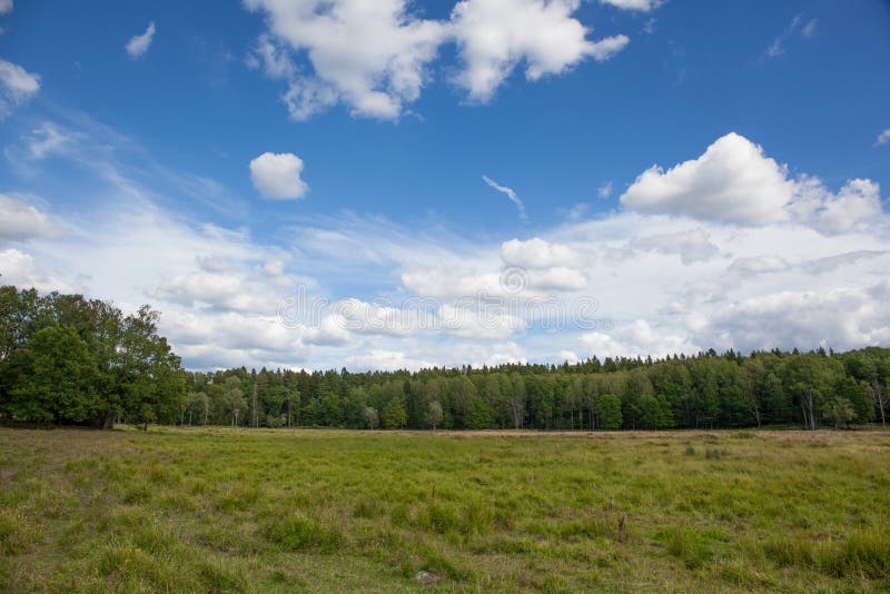 Swedish Forest during Summer Stock Image - Image of scandinavia, sweden ...