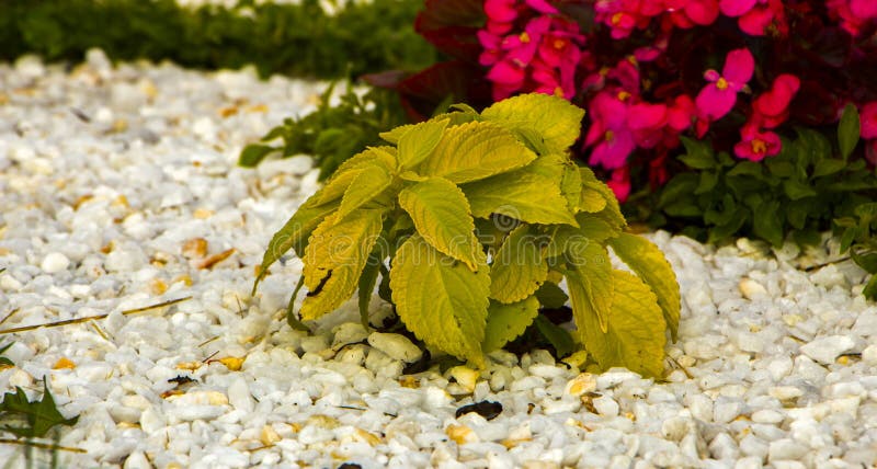 Swedish Ivy or Decorative Mint, the Use of Plants in Landscape Design ...