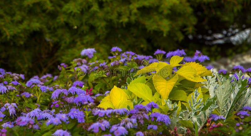 Swedish Ivy or Decorative Mint, the Use of Plants in Landscape Design ...