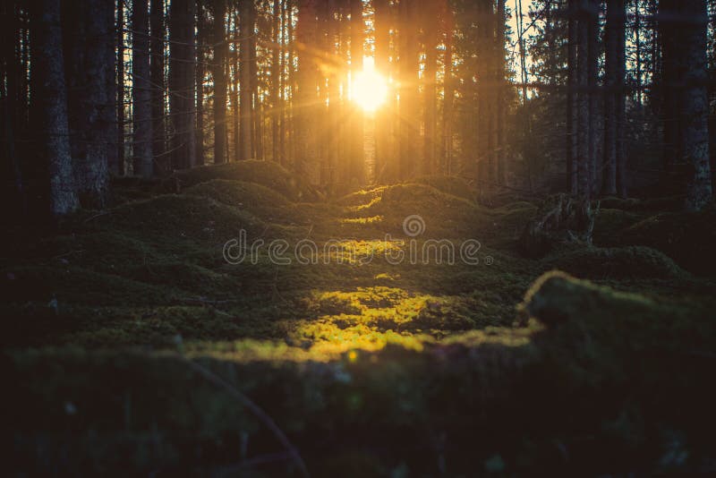 Swedish forest lake sunset stock image. Image of scandinavia - 168622861
