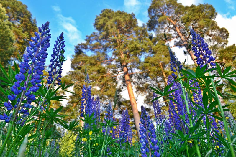 Swedish nature stock photo. Image of scandinavia, swedish - 56123804