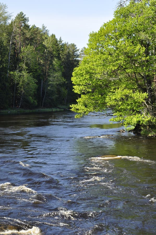 Swedish river stock photo. Image of tree, nature, sweden - 31319754