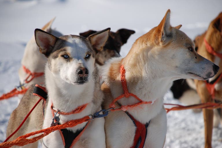 Swedish Sled Dogs stock photo. Image of attention, gazing - 4578454