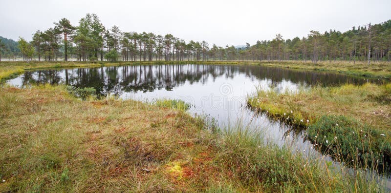Swedish tarn stock photo. Image of tarn, grass, water - 41527830