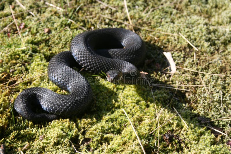 Swedish Viper Royalty Free Stock Photo - Image: 9435845