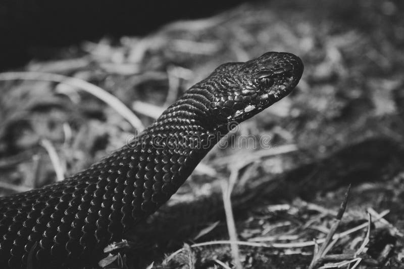 Swedish Viper Snake with Black Zig Zag Pattern Stock Image - Image of ...