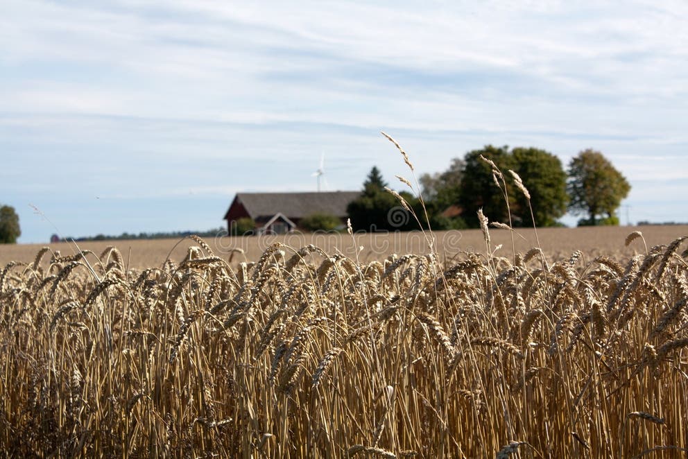 Swedish wheat field stock image. Image of swedish, house - 100904053
