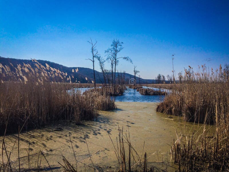Swedish Winter in the Forest Swamps Stock Image - Image of marsh ...
