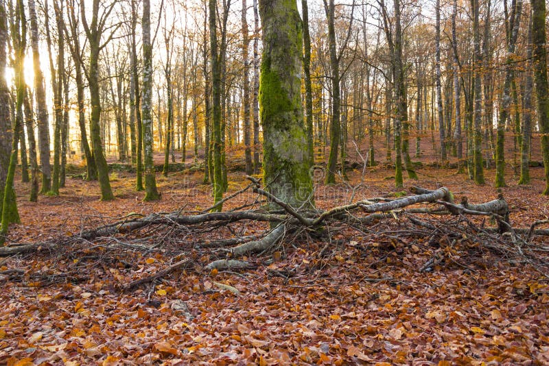 Swedish Woods in the Autumn Stock Photo - Image of european, adventure ...