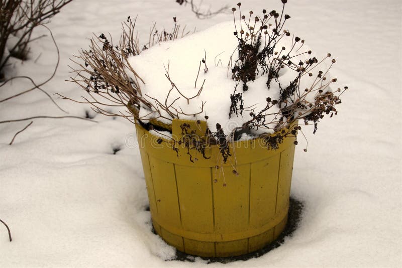 Swedish Yellow Bucket in the Snow Stock Photo - Image of yellow, plants ...