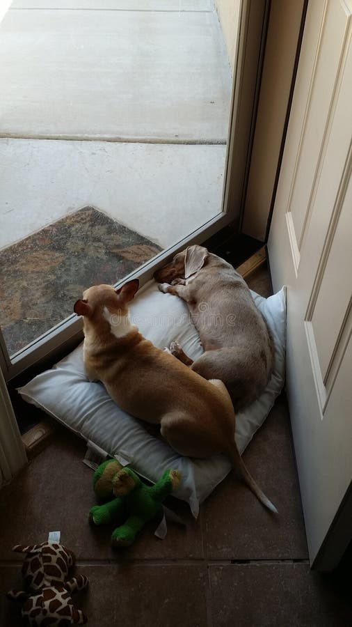 Sweefee and Goober stock photo. Image of sleeping, napping - 54223654