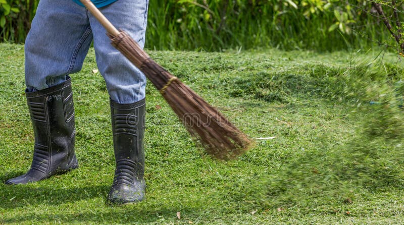 Sweep grass stock image. Image of colorful, green, grass - 41115055
