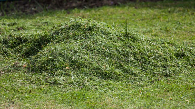 Sweep grass stock image. Image of yellow, raking, cleanup - 41325549