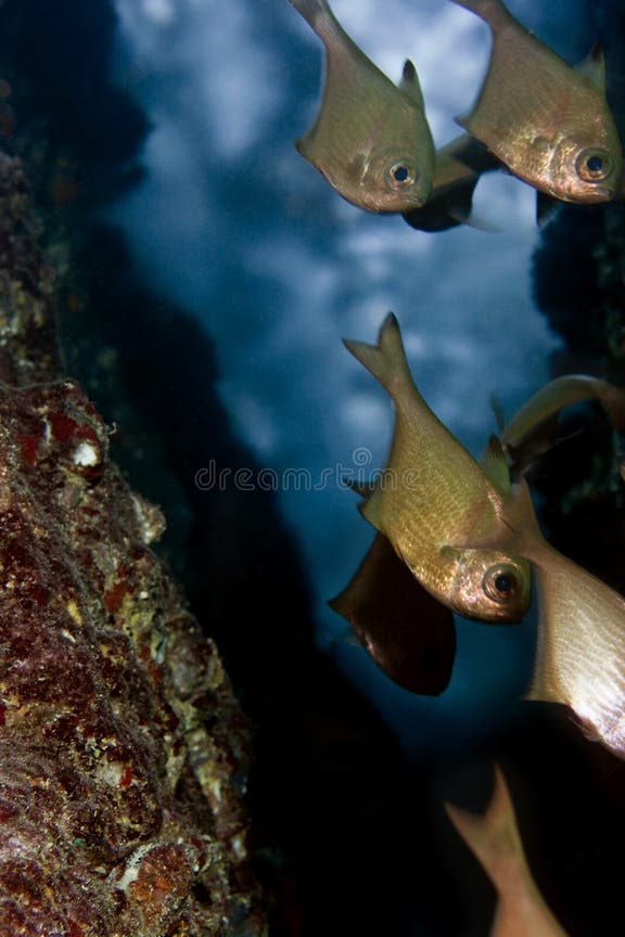 Sweeper Fish stock photo. Image of reef, life, sealife - 11703240