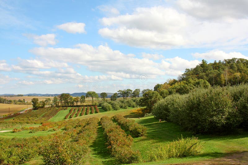 Sweeping Apple Orchard Landscape Stock Image - Image of harvest, hobby ...