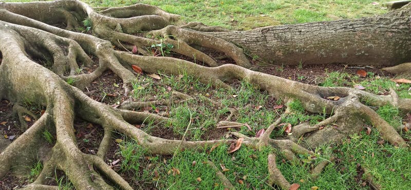 Sweeping Tree Roots from the Island of Terceira Stock Photo - Image of ...