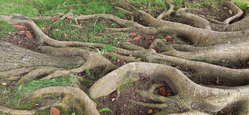 Sweeping Tree Roots from the Island of Terceira Stock Image - Image of ...