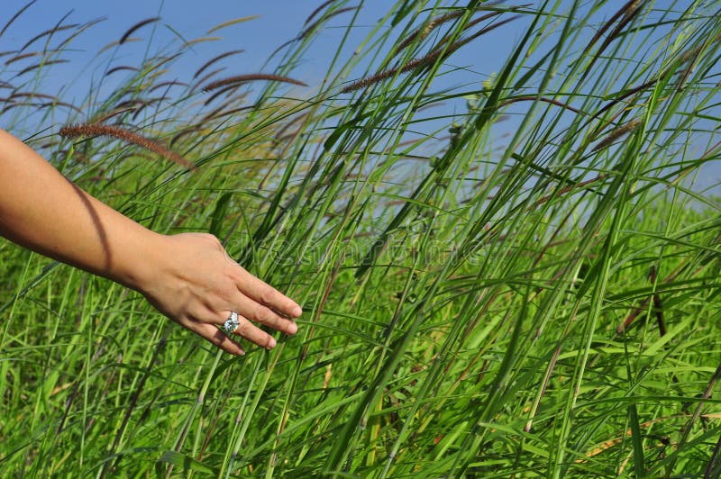 Sweeping Tall Grass in the Windy Day Stock Image - Image of leaf ...