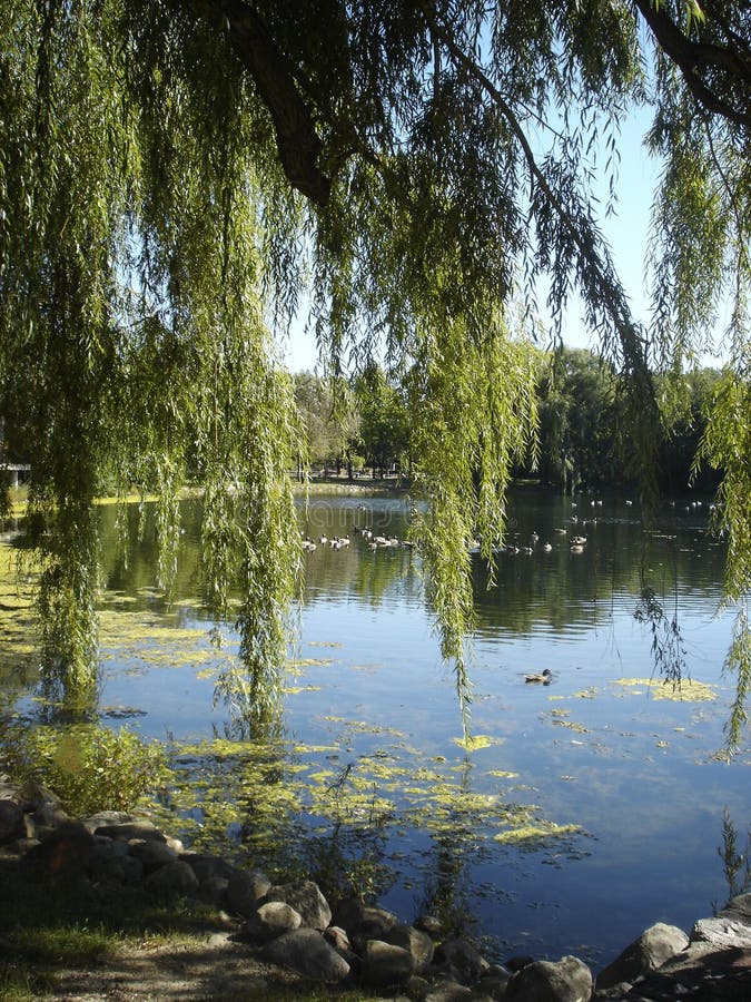 Sweeping Willow Tree Over Pond in Summer. Stock Image - Image of trees ...