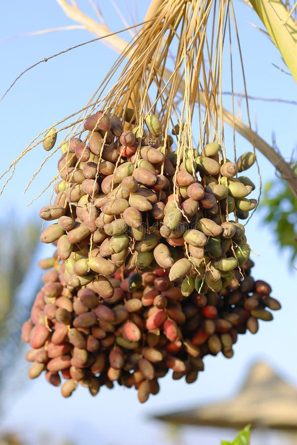 Sweet african dates stock photo. Image of date, arabic - 4844698