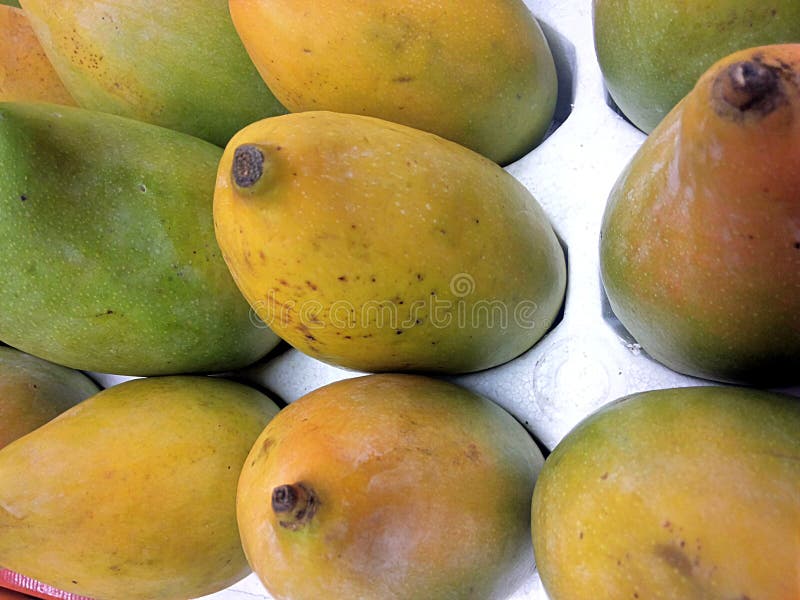Sweet Alphonso mango stock image. Image of harvest, juicy - 55418431
