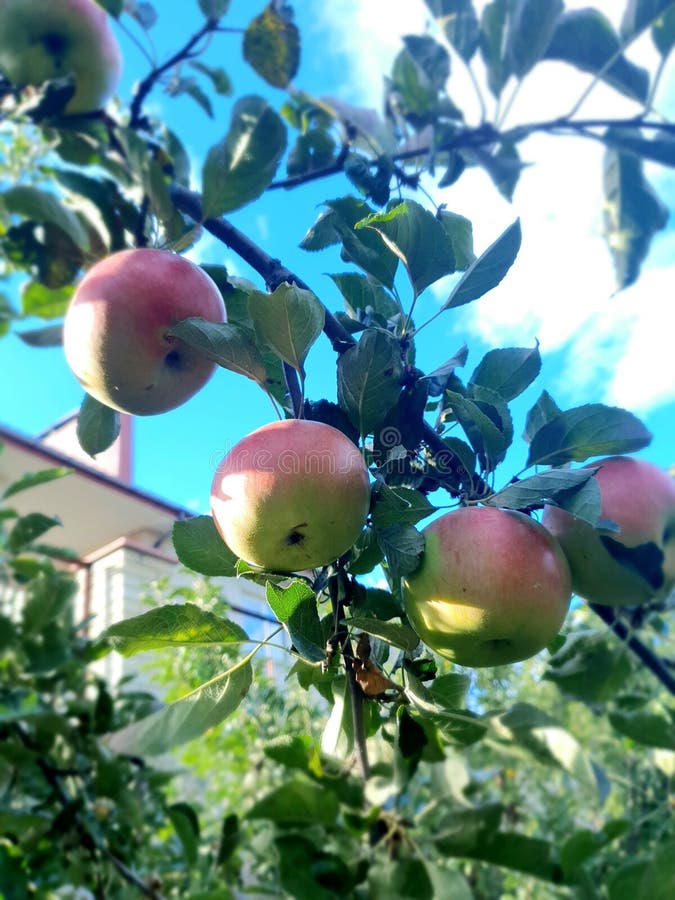 Sweet apple in garden stock image. Image of garden, remasterdirectorv0 ...