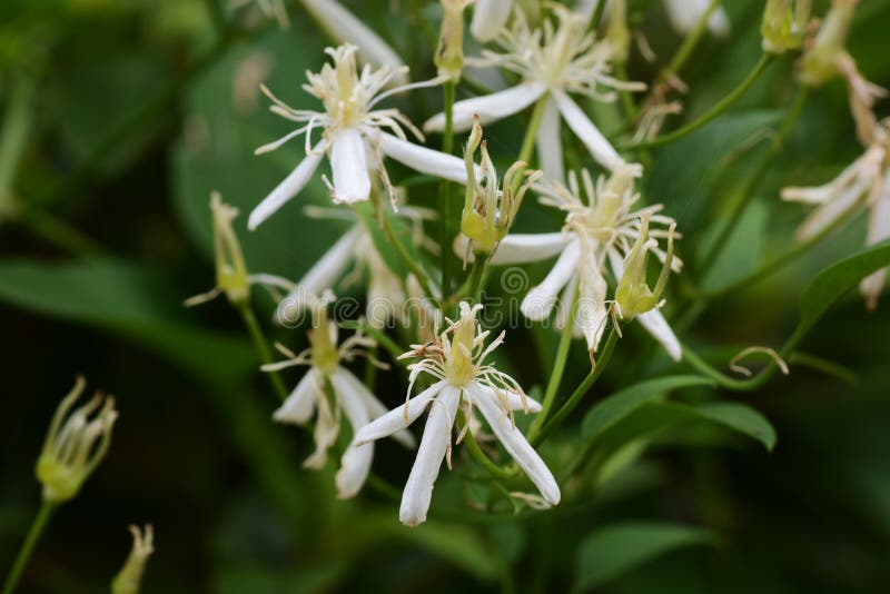 Sweet autumn clematis stock image. Image of family, japan - 126213419