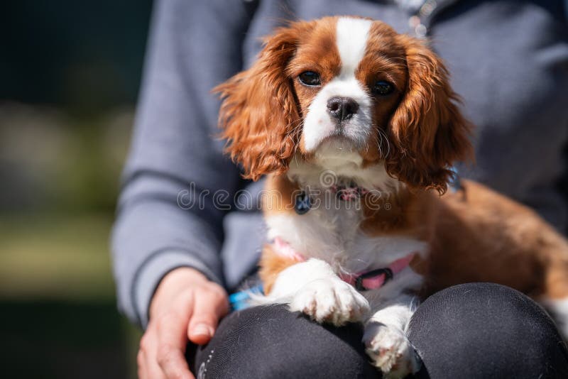 Sweet Baby KING CHARLES SPANIEL Stock Photo - Image of mammal, green ...