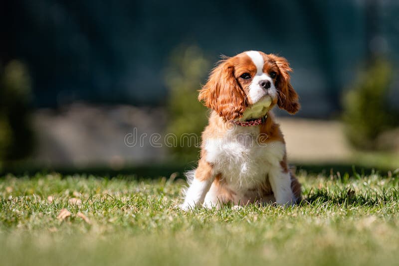 Sweet Baby KING CHARLES SPANIEL Stock Photo - Image of mammal, green ...