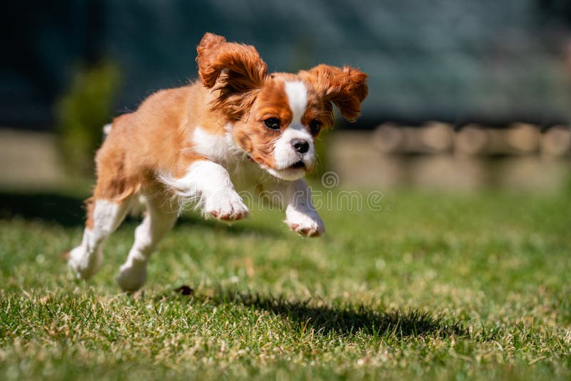 Sweet Baby KING CHARLES SPANIEL Stock Photo - Image of funny, happy ...