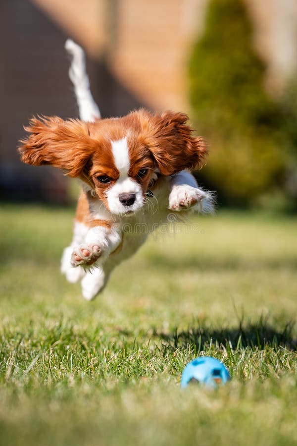 Sweet Baby KING CHARLES SPANIEL Stock Image - Image of hair, funny ...