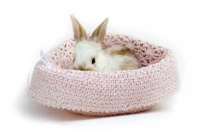 Sweet baby rabbits stock image. Image of isolated, tenderness - 3389375