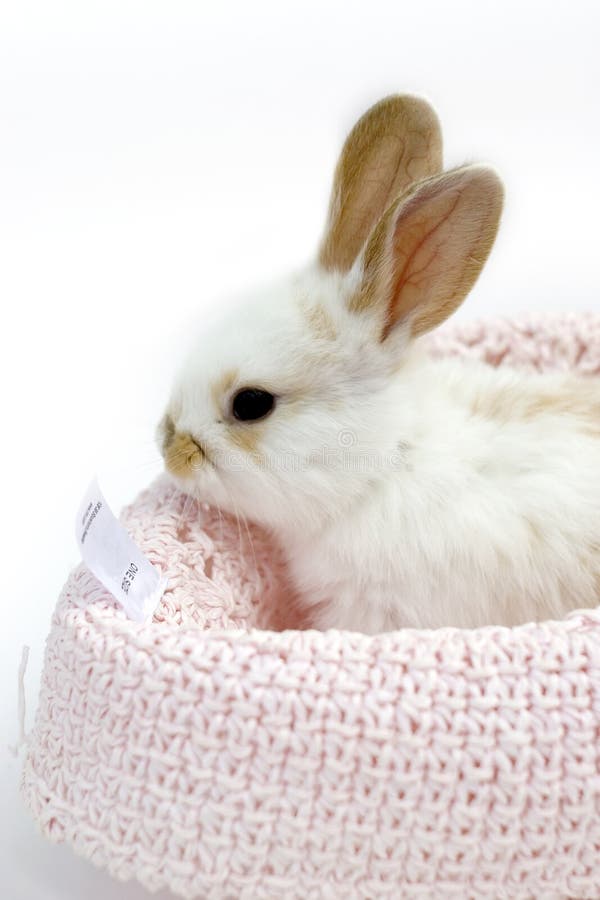 Sweet baby rabbits stock image. Image of isolated, tenderness - 3389375