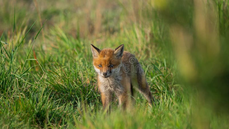 Sweet Baby Red Fox Vulpes Looking Food Stock Photos - Free & Royalty ...