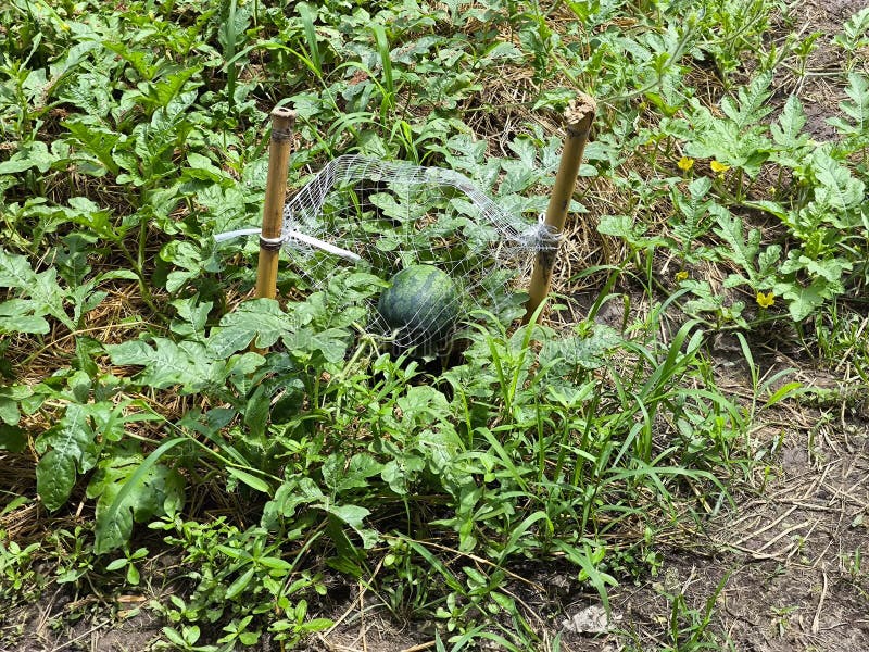 Sweet Baby Watermelon Growing in Garden Stock Image - Image of shrub ...