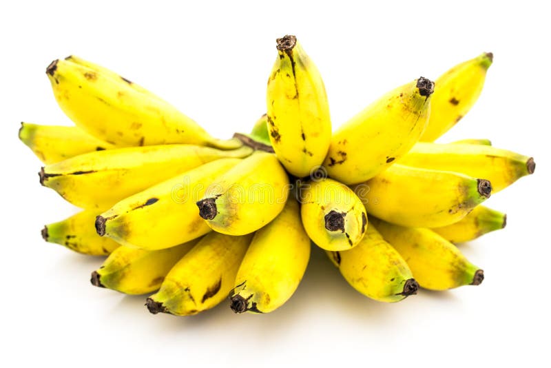 Organic Banana Plantation stock photo. Image of farm - 15045742