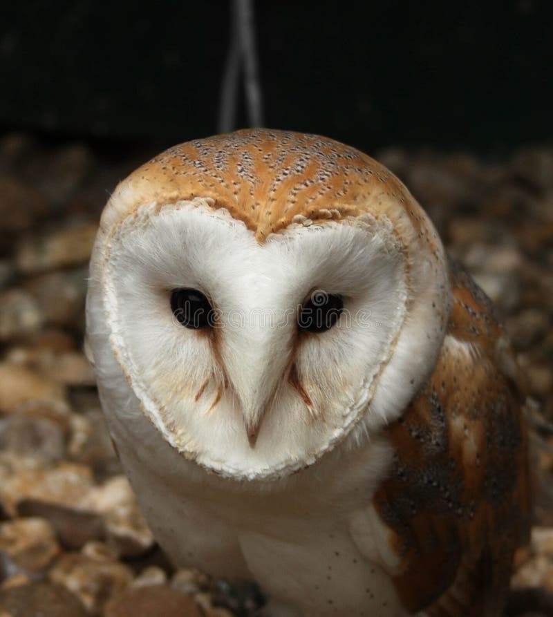 Sweet barn owl stock image. Image of bird, predator, animal - 38566335