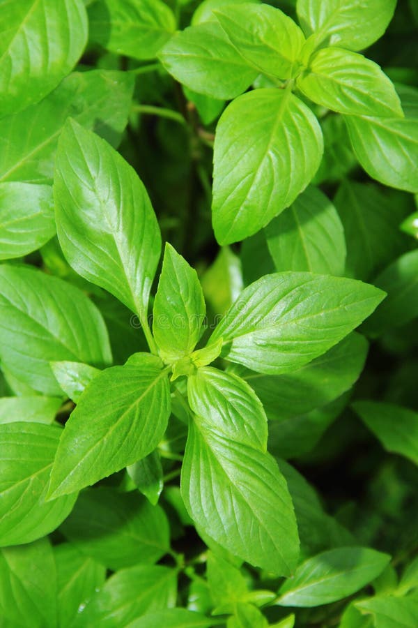 Basil stock photo. Image of healthy, green, growing, botanical - 26935536