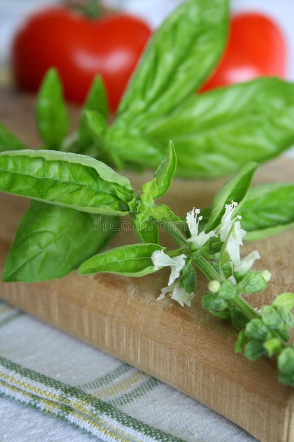 Sweet basil stock photo. Image of basil, board, cuisine - 18555774