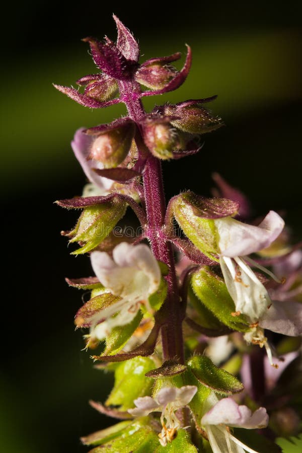 Sweet basil stock image. Image of green, garden, flavor - 26126073
