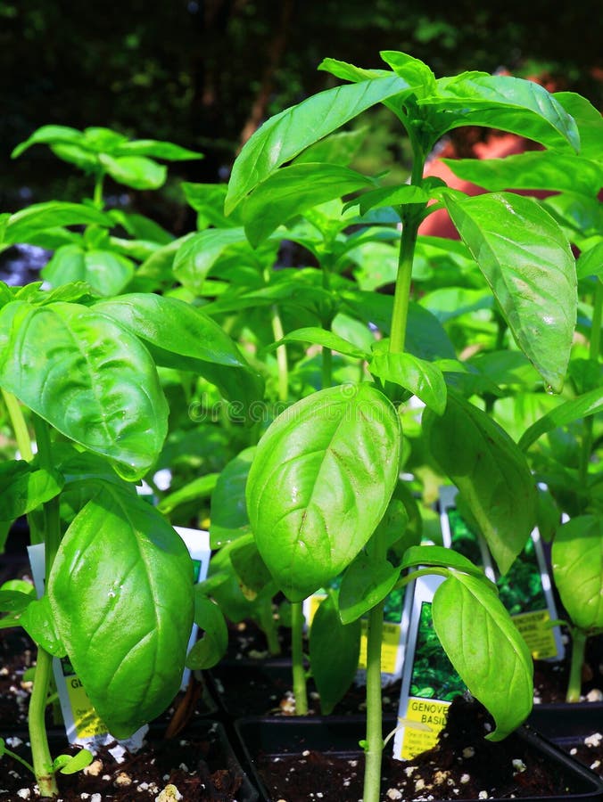 Basil stock image. Image of potted, fresh, taste, food - 2574605