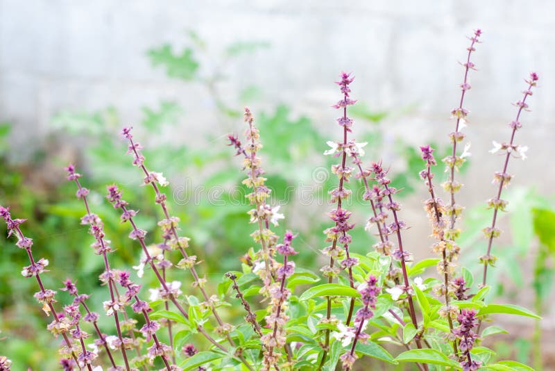 Sweet basil flower stock photo. Image of leaf, thai, sweet - 34946222