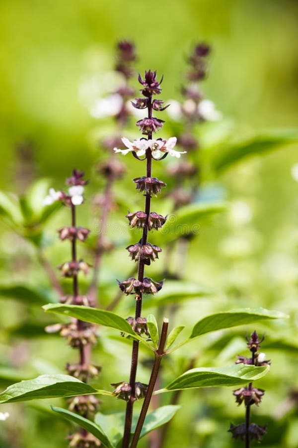 Sweet basil flower stock image. Image of blossom, aromatherapy - 40712597