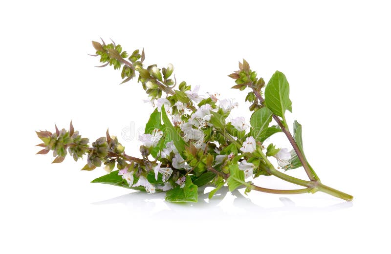 Basil flower stock image. Image of india, basil, ayurvedic - 26342167